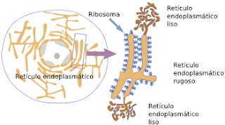 PROYECTO DE BIOLOGIA 2ºA: RETÍCULO ENDOPLASMÁTICO